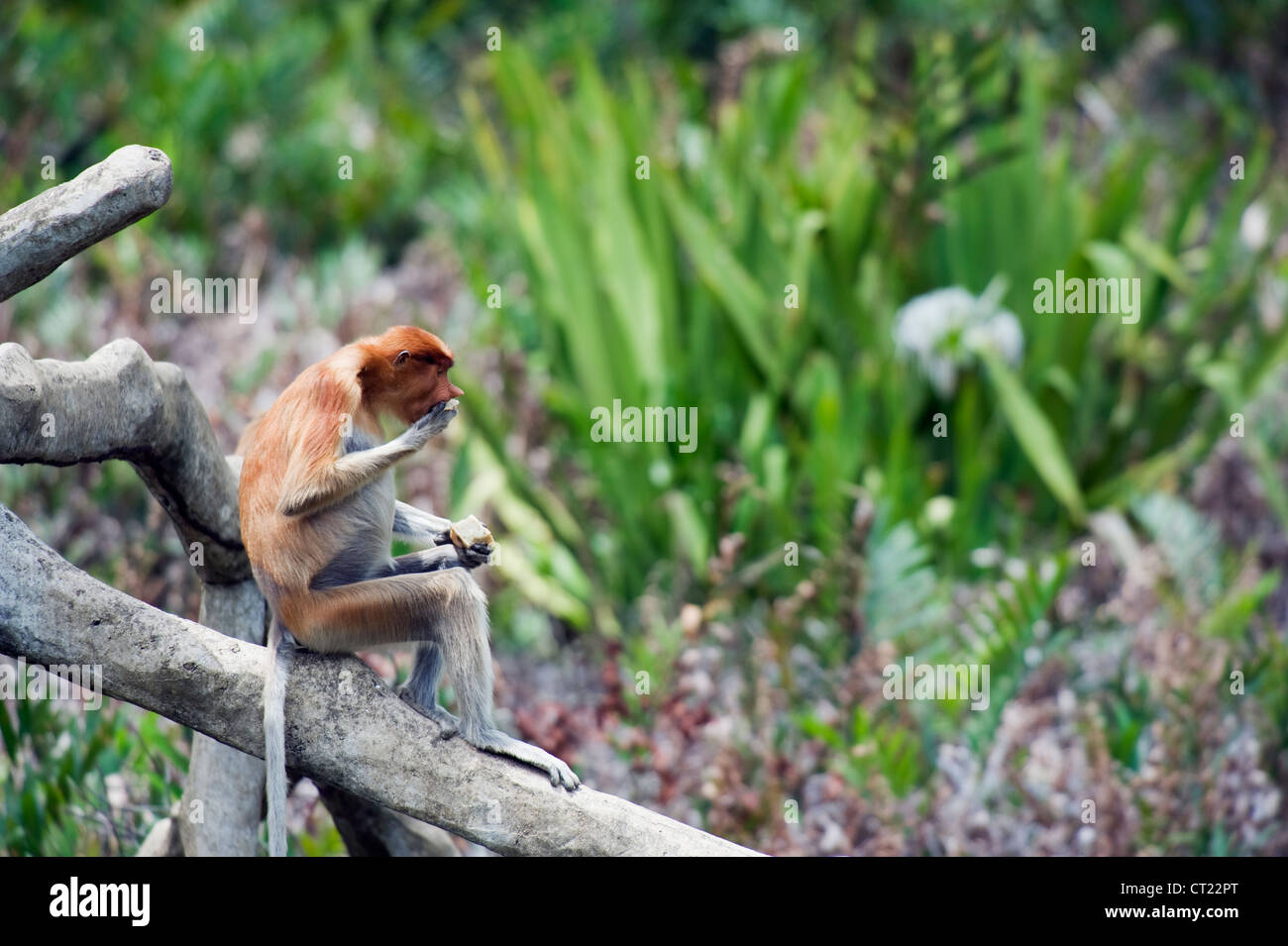 Proboscis monkey, Labuk Bay Proboscis Monkey Sanctuary, Sabah, Borneo ...