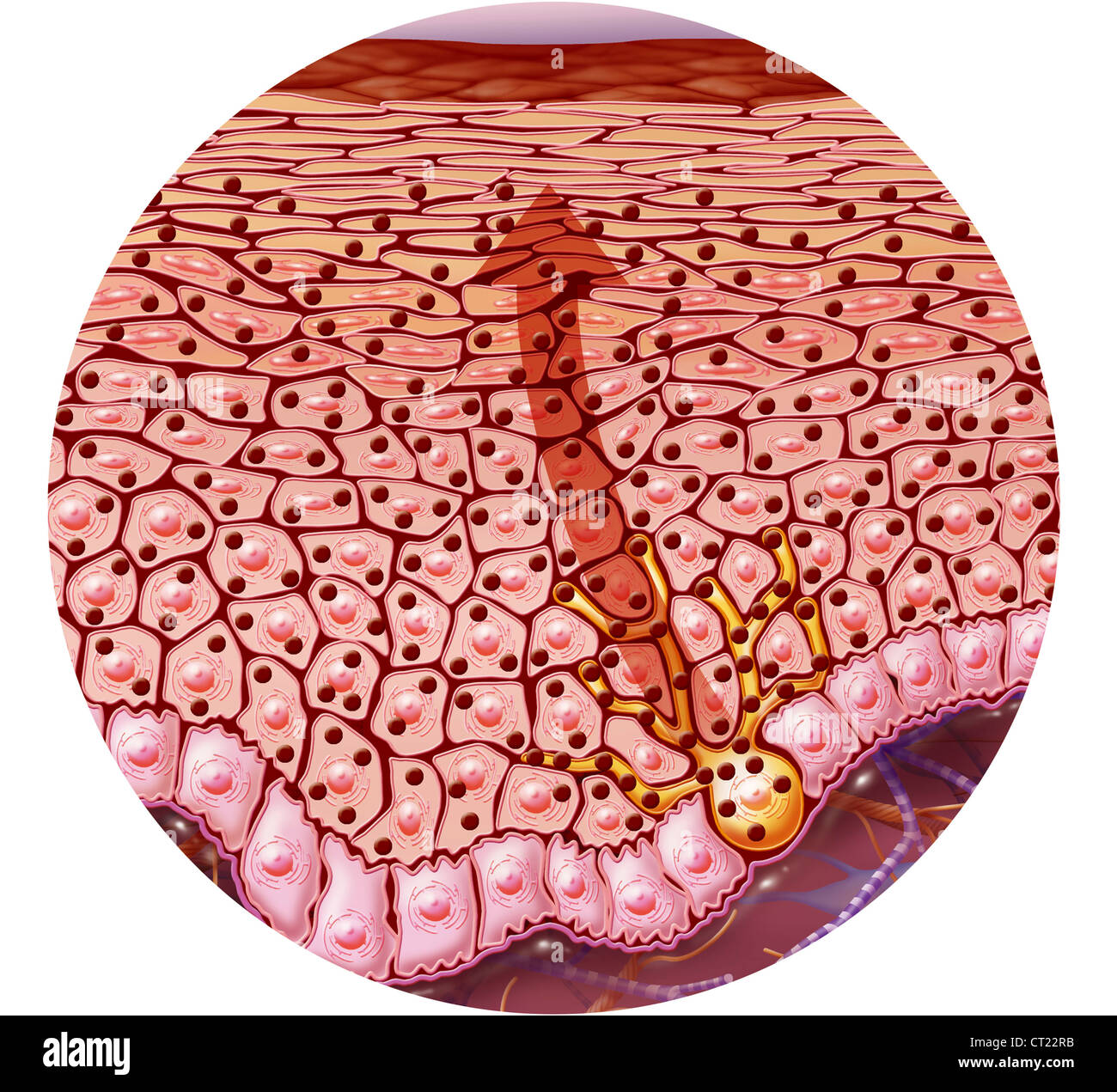 Skin pigments hi-res stock photography and images - Alamy