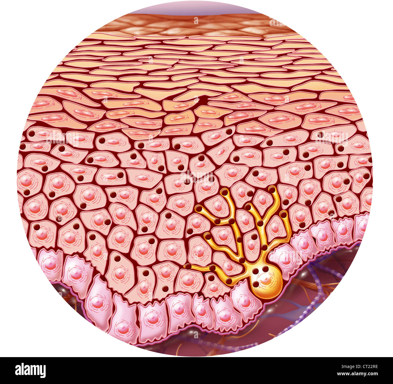 Skin pigments hi-res stock photography and images - Alamy