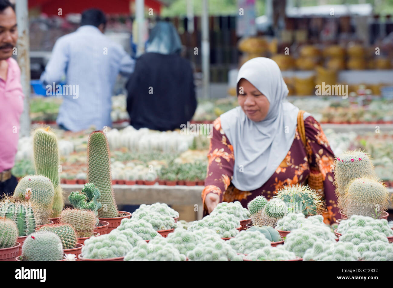 Cactus farm cameron highlands perak hi-res stock photography and images ...