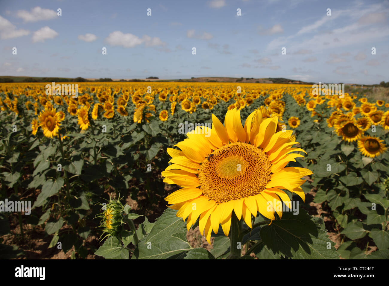 Aerial view sunflower plantation hi-res stock photography and images ...