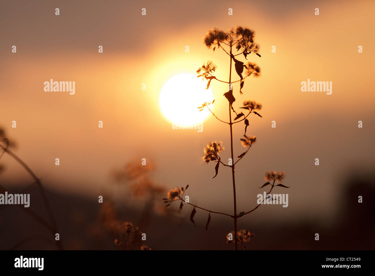 Wildflower meadow sunset in hi-res stock photography and images - Alamy