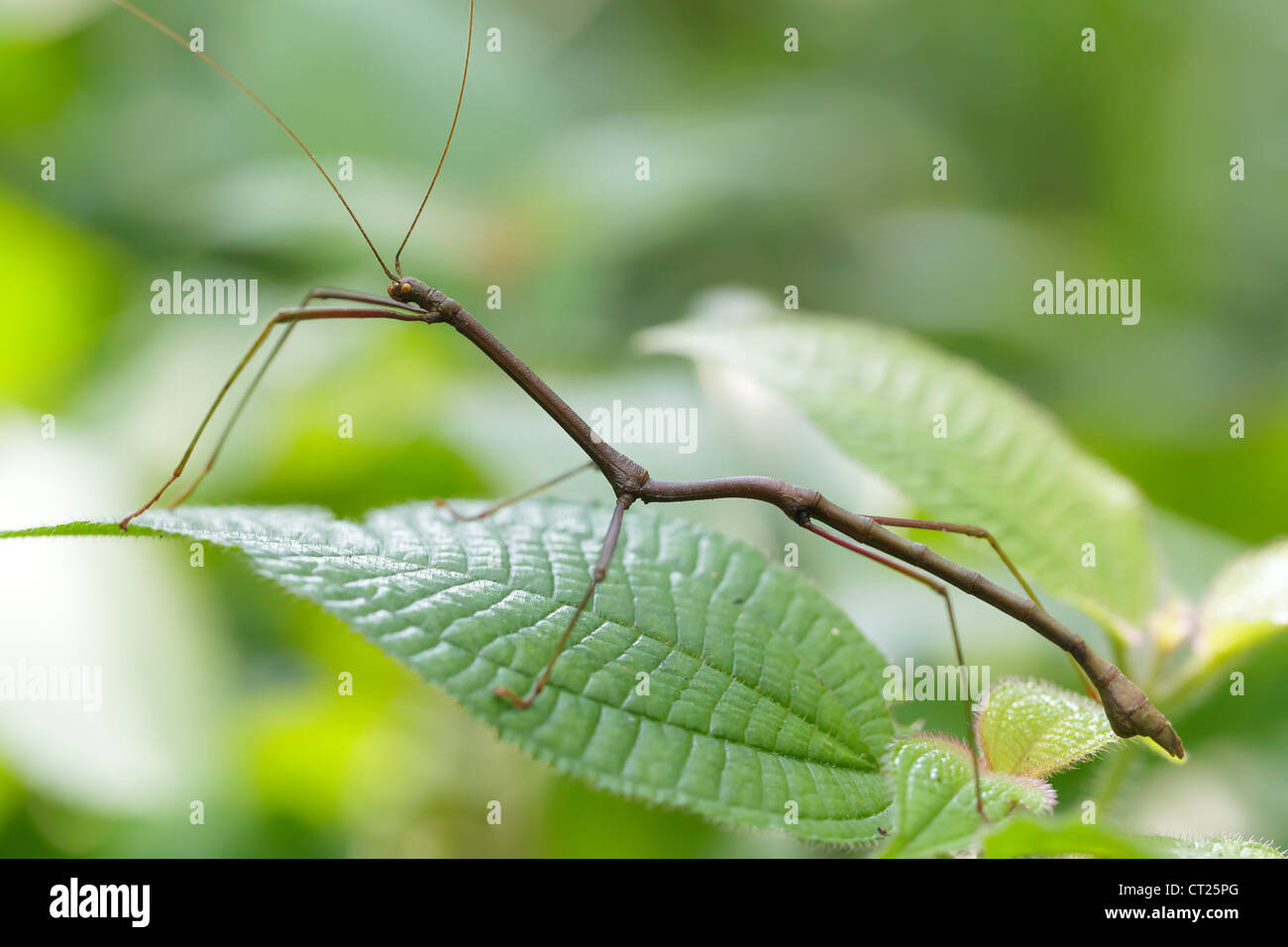 Stick insect hi-res stock photography and images - Alamy