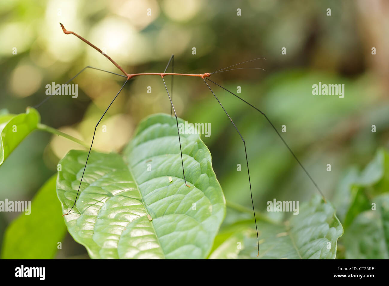 very thin stick insect in Malaysian jungle Stock Photo - Alamy
