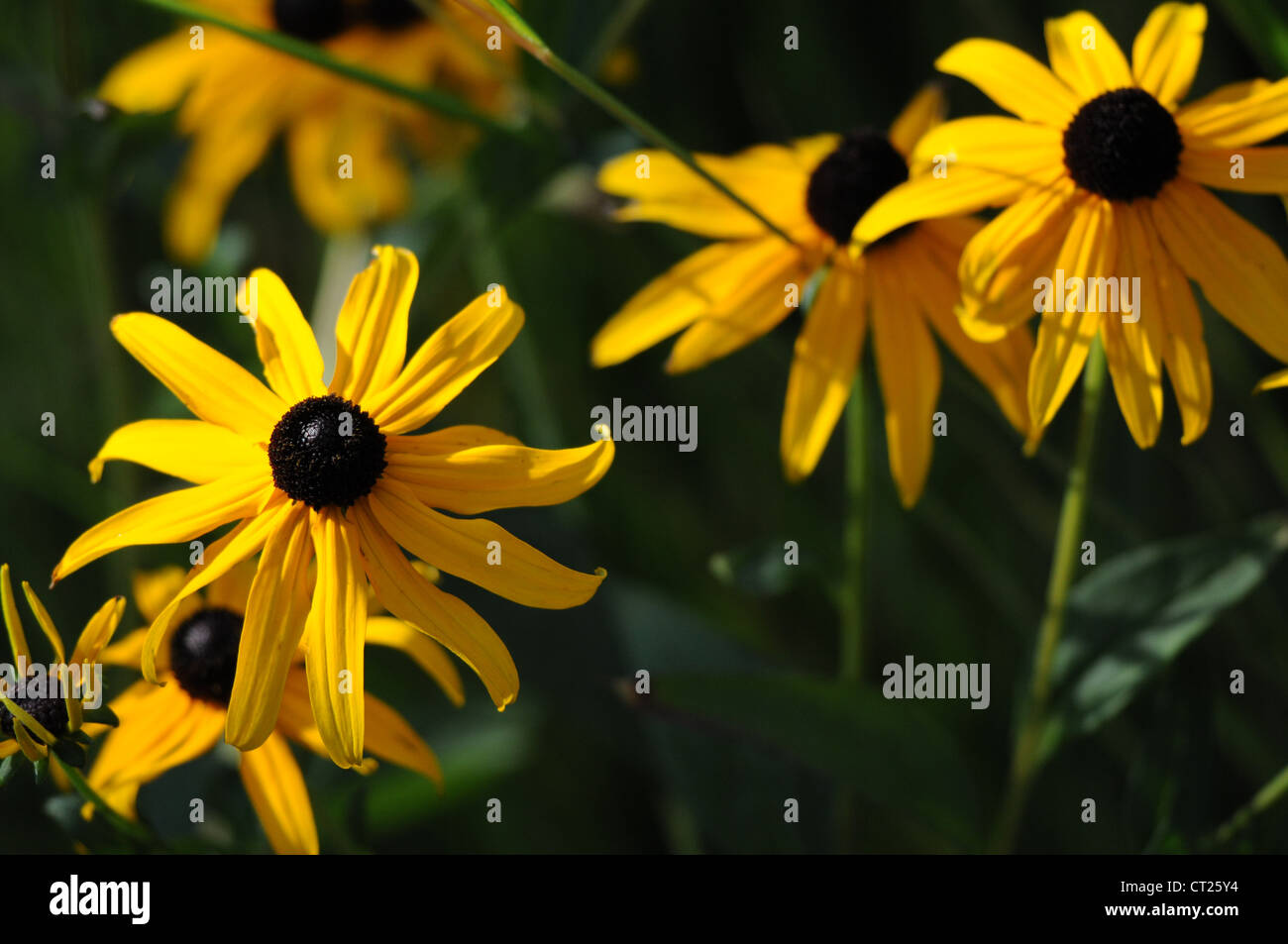 Black eyed susan hi-res stock photography and images - Alamy