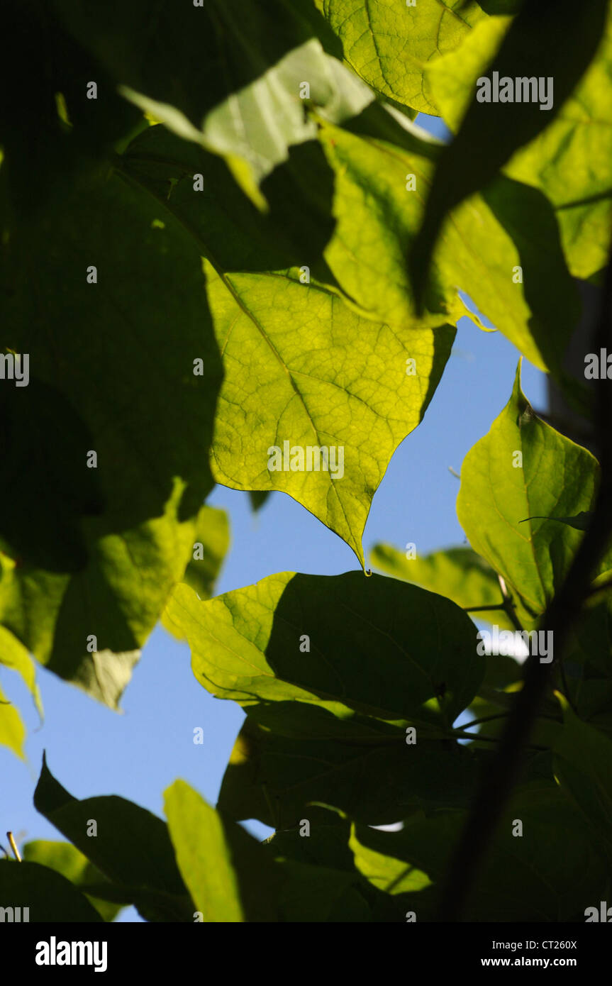Leaves in summer Stock Photo - Alamy