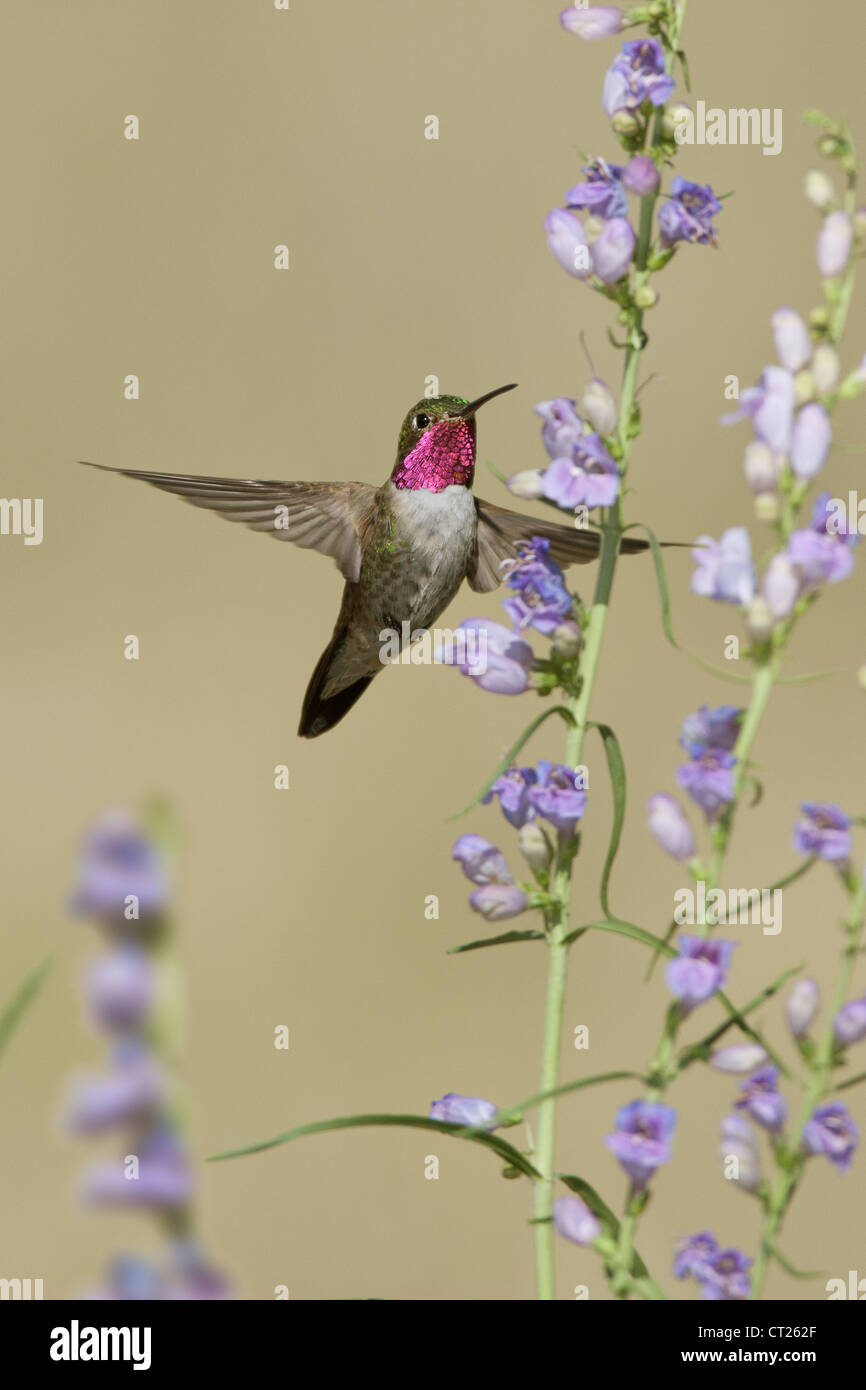 A Broad-tailed Hummingbird bird hovering in Penstemon flowers blooms ...