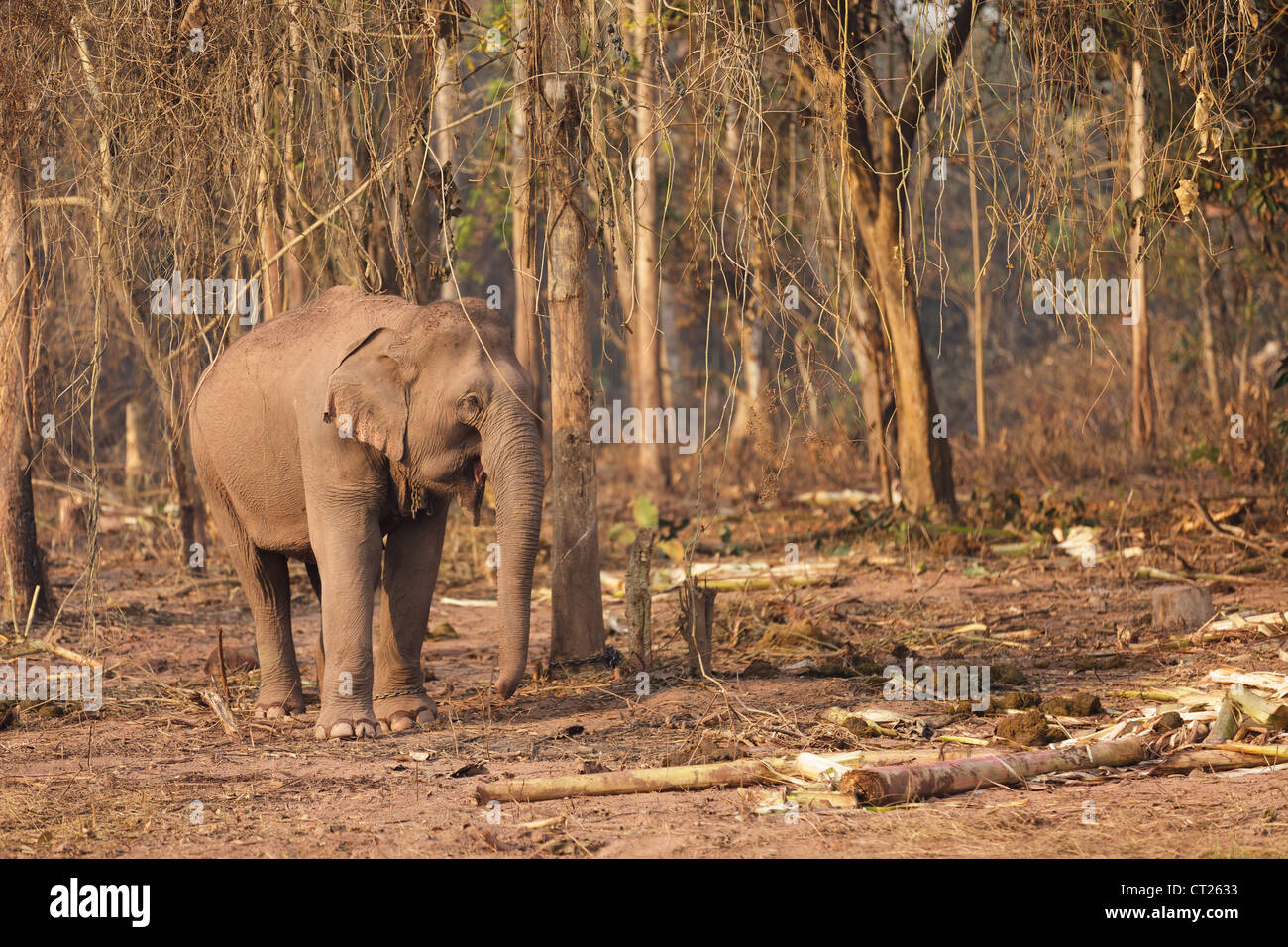 wild asian elephant in forest, Laos Stock Photo - Alamy