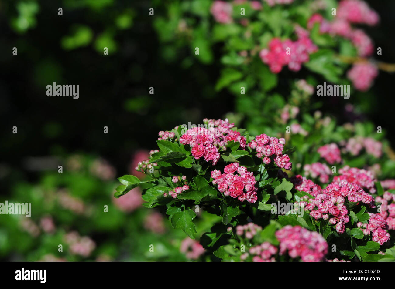 Hawthorn Tree blooming in spring Stock Photo - Alamy
