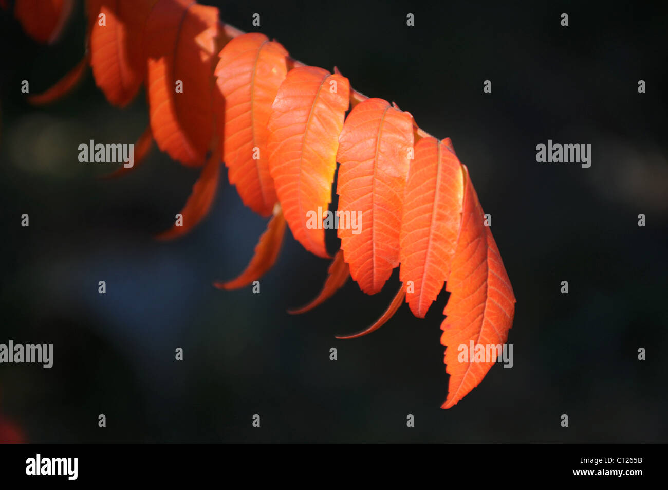 sumac in fall Stock Photo - Alamy