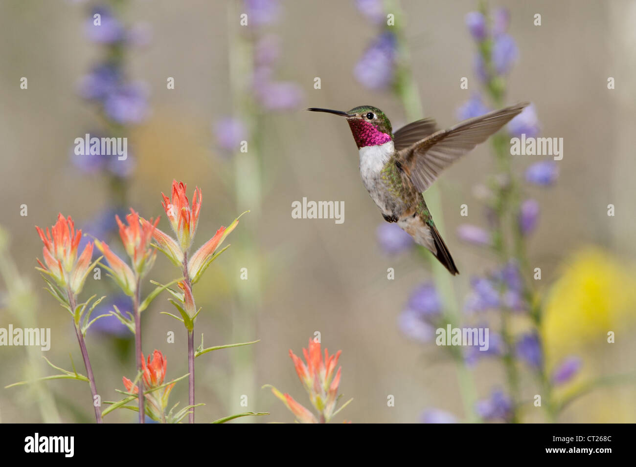 Indian Hummingbird High Resolution Stock Photography and Images - Alamy