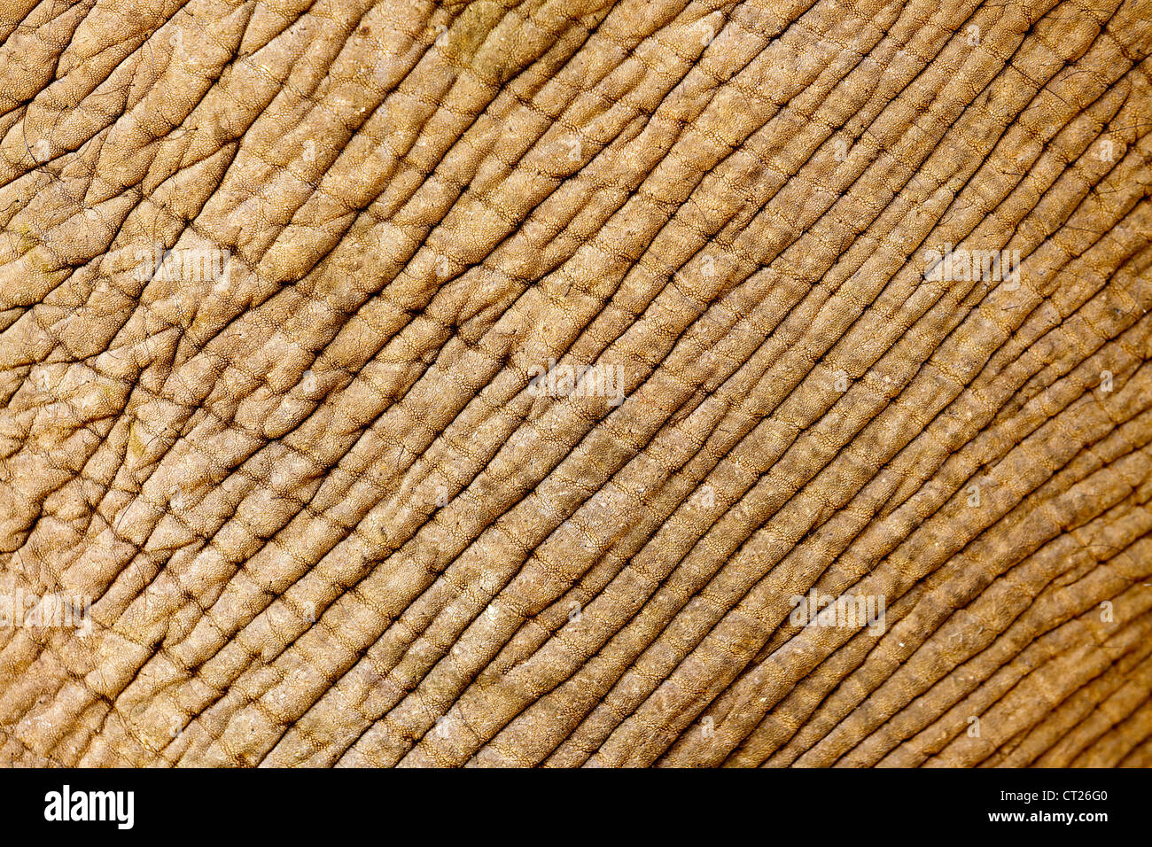 Elephant skin texture hi-res stock photography and images - Alamy