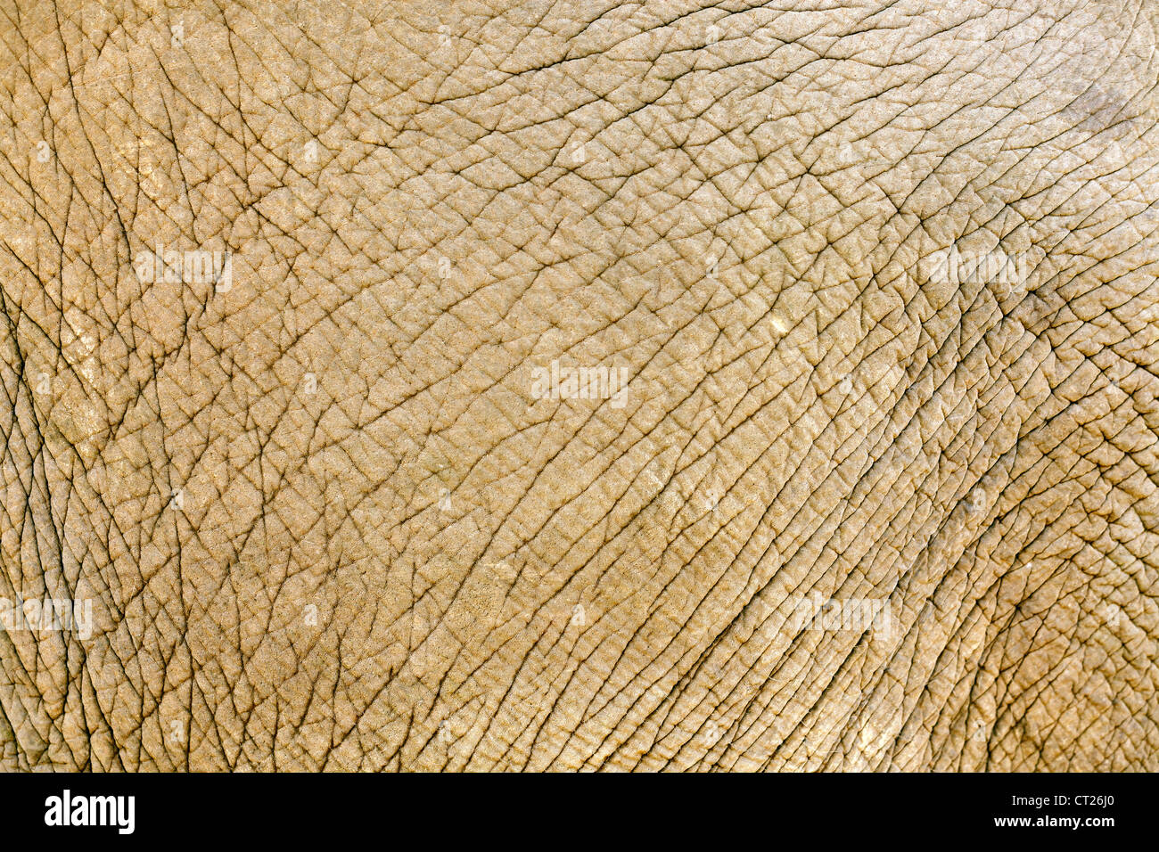 Asian elephant skin hi-res stock photography and images - Alamy