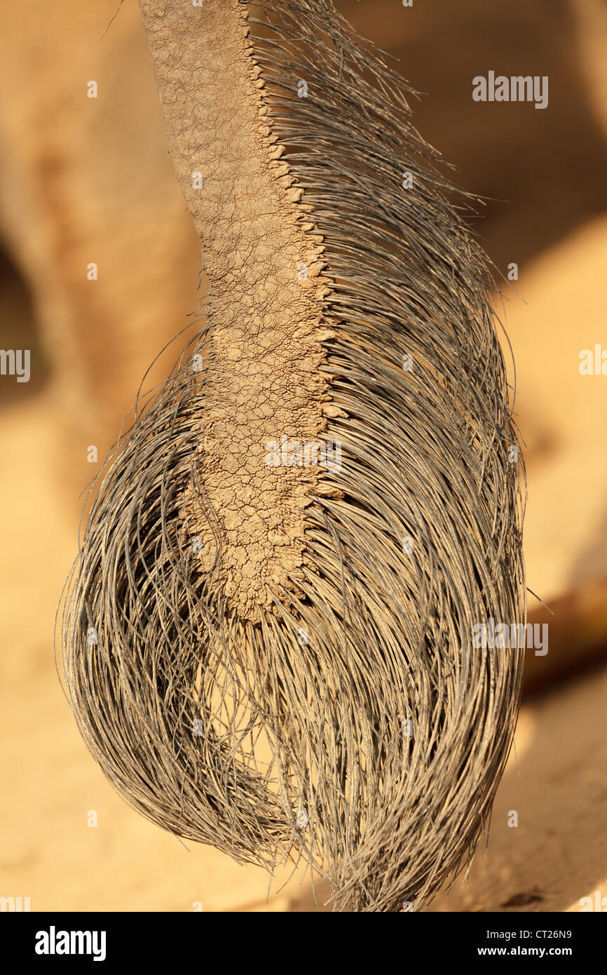 asian elephant tail closeup Stock Photo - Alamy