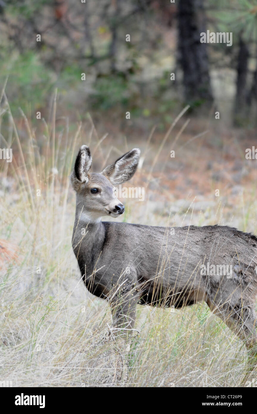 Mule deer doe Stock Photo - Alamy