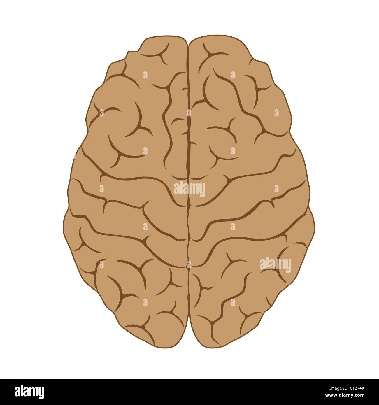 Human brain view from top Stock Photo - Alamy