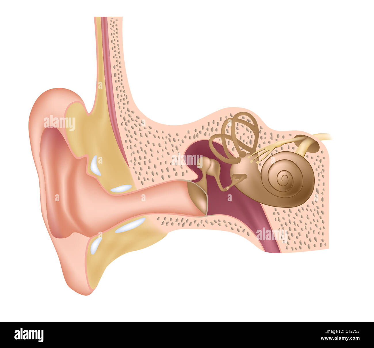 Ear diagram hi-res stock photography and images - Alamy