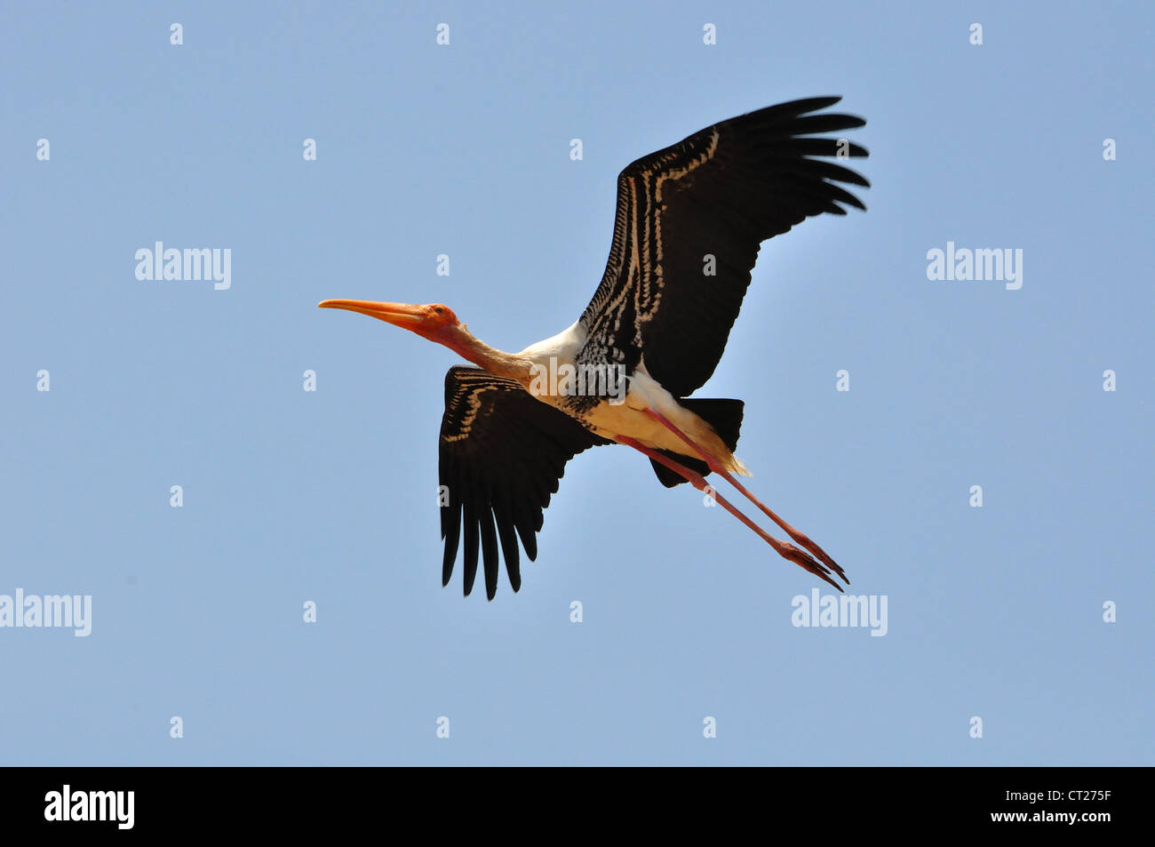 Flight of Painted Stork Stock Photo - Alamy