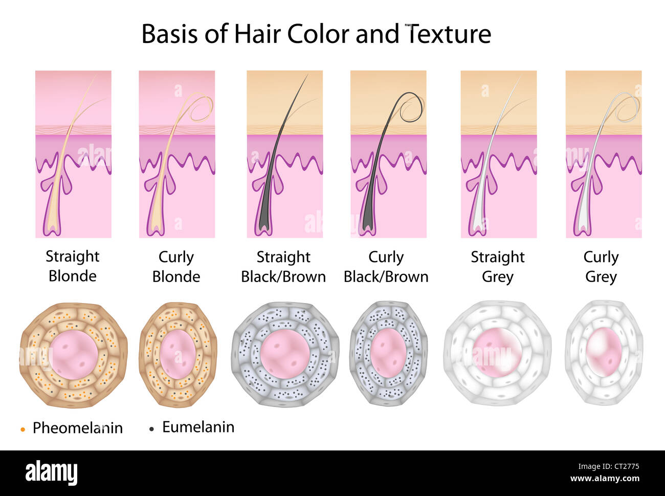 Scalp hair follicle cross section hi-res stock photography and images ...
