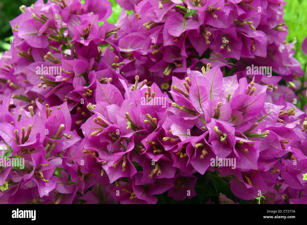 Bush of flowers in the garden Stock Photo - Alamy