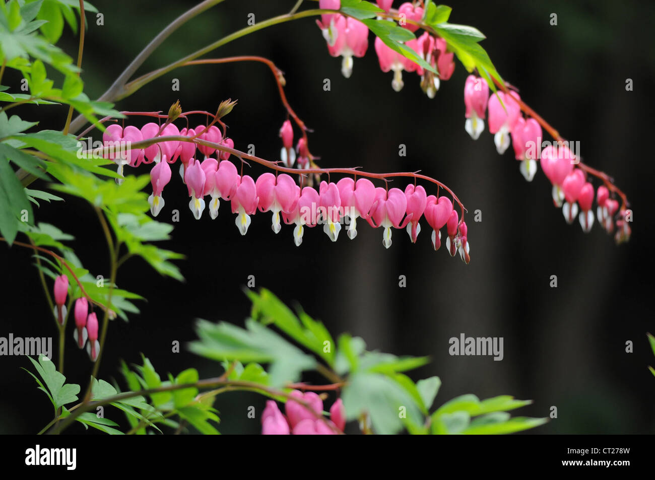 Bleeding hearts in spring hi-res stock photography and images - Alamy