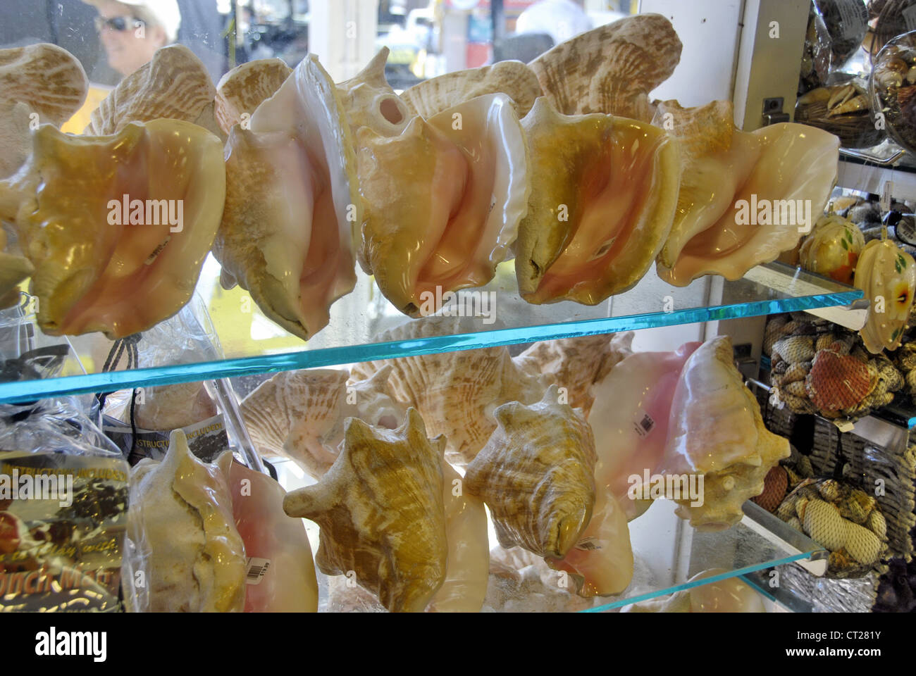 Key West Conch Shells Key West Tourist Gets 15 Days In Jail For