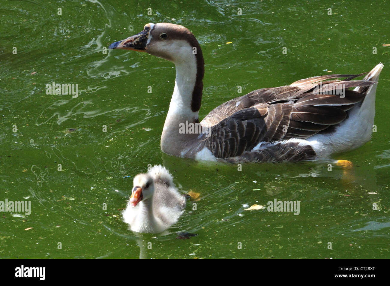 Duck Chick High Resolution Stock Photography and Images - Alamy