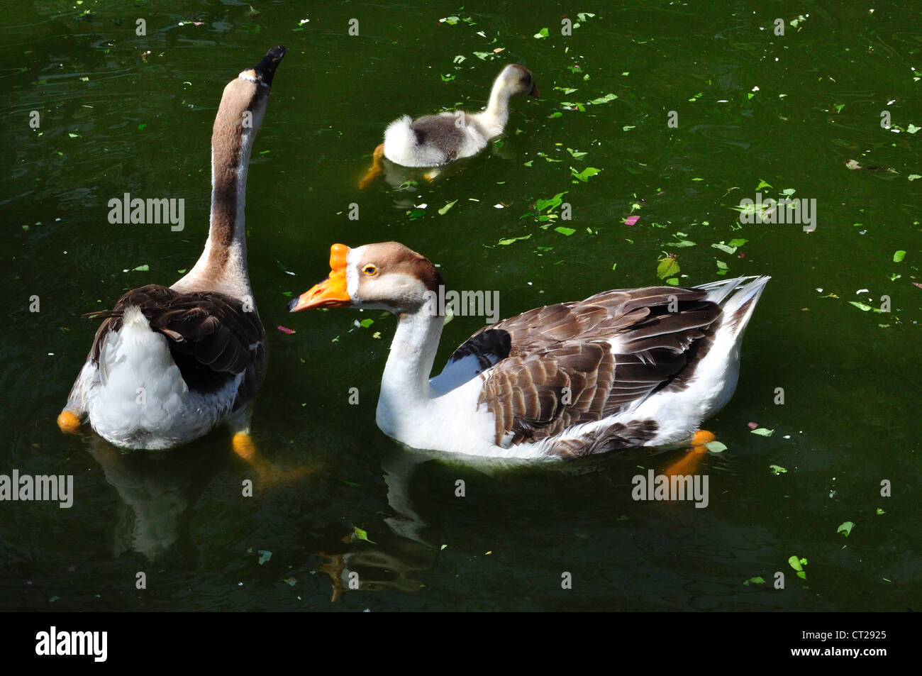 Manas national parks hi-res stock photography and images - Alamy