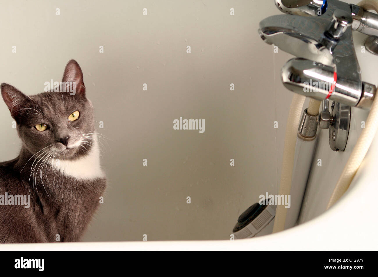 Intrigued cat hi-res stock photography and images - Alamy