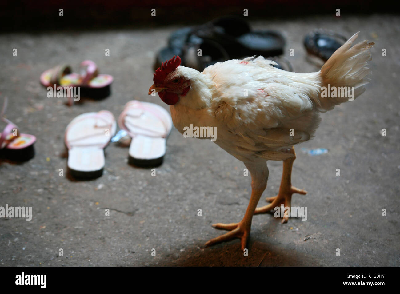 Domestic domestics hi-res stock photography and images - Alamy