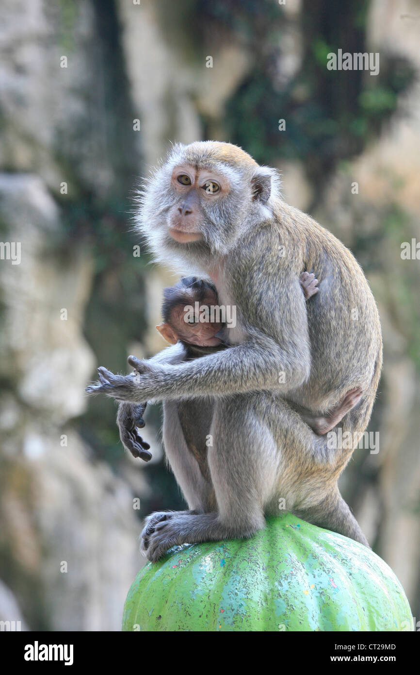 Sad baby monkey hi-res stock photography and images - Alamy