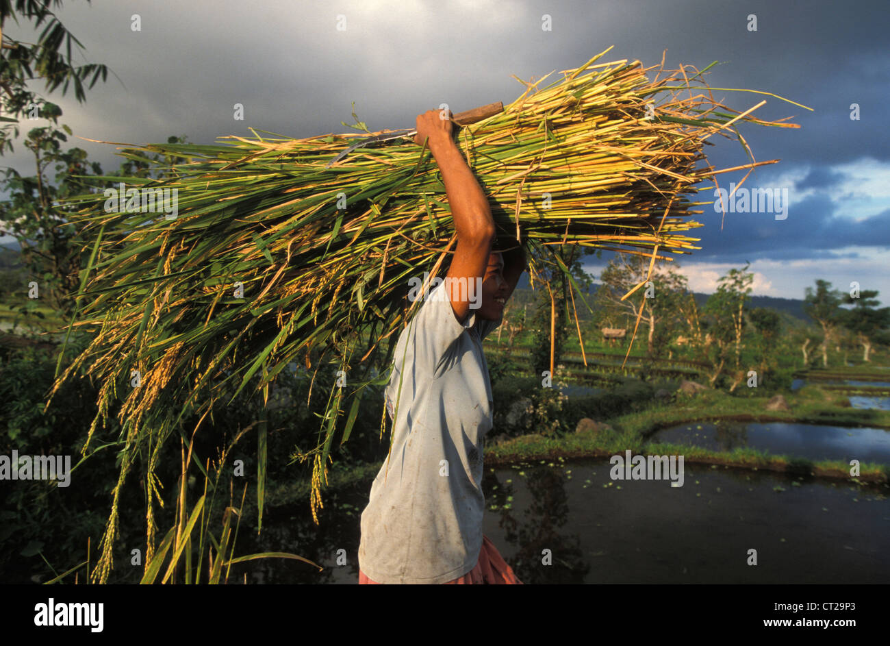 Rice transportation hi-res stock photography and images - Alamy
