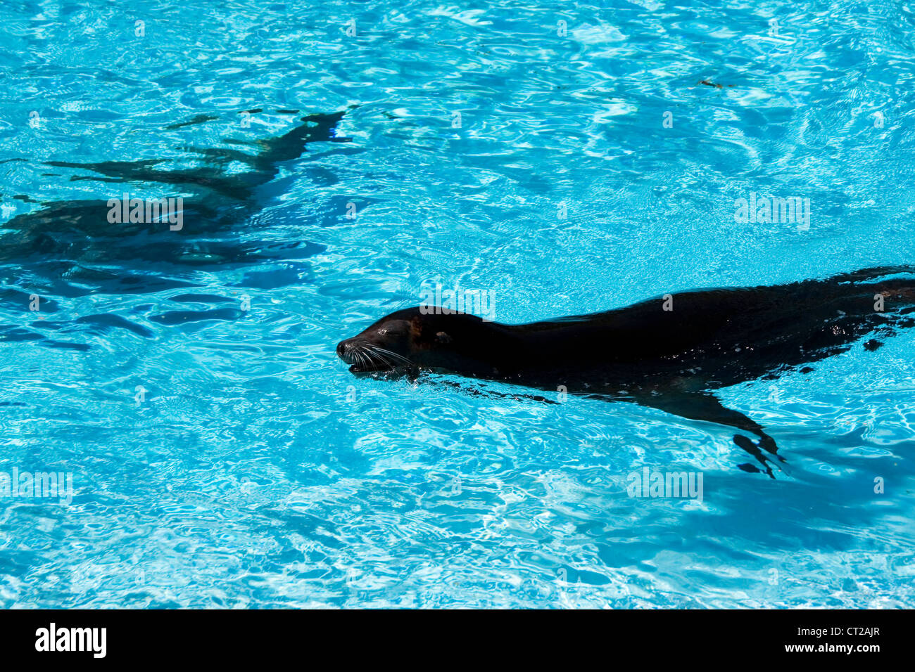 Beautiful young seal (Sea-lion) swimming Stock Photo - Alamy