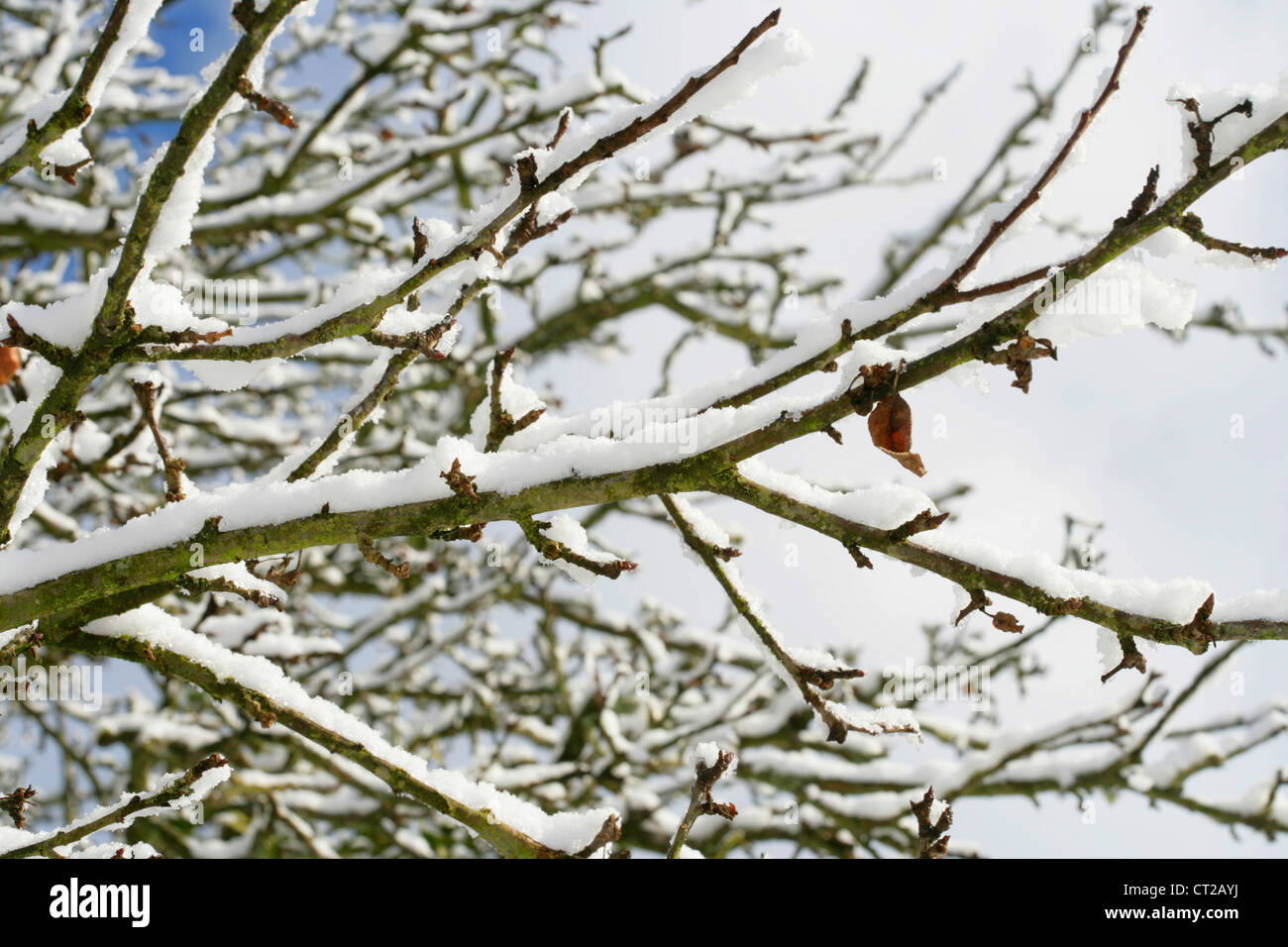 Low branching trees hi-res stock photography and images - Alamy
