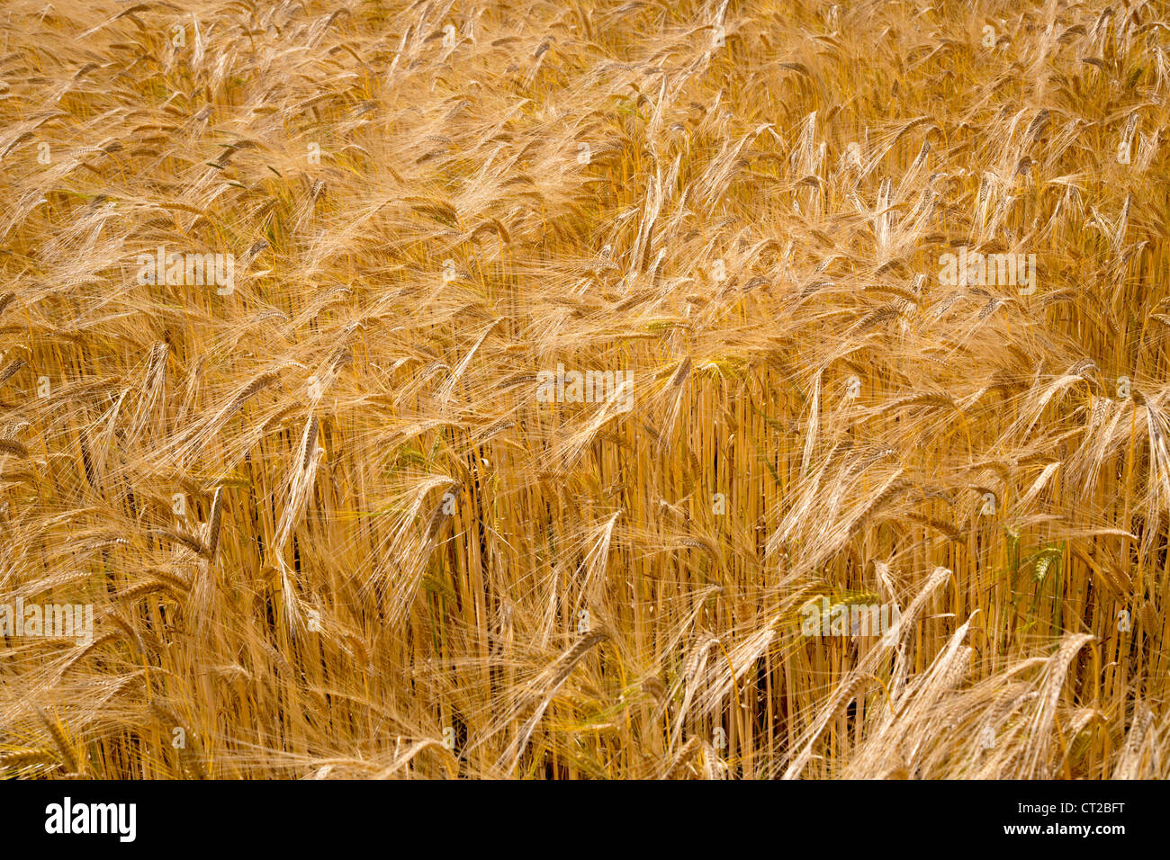 wheat field in Leiston, Suffolk, England Stock Photo - Alamy