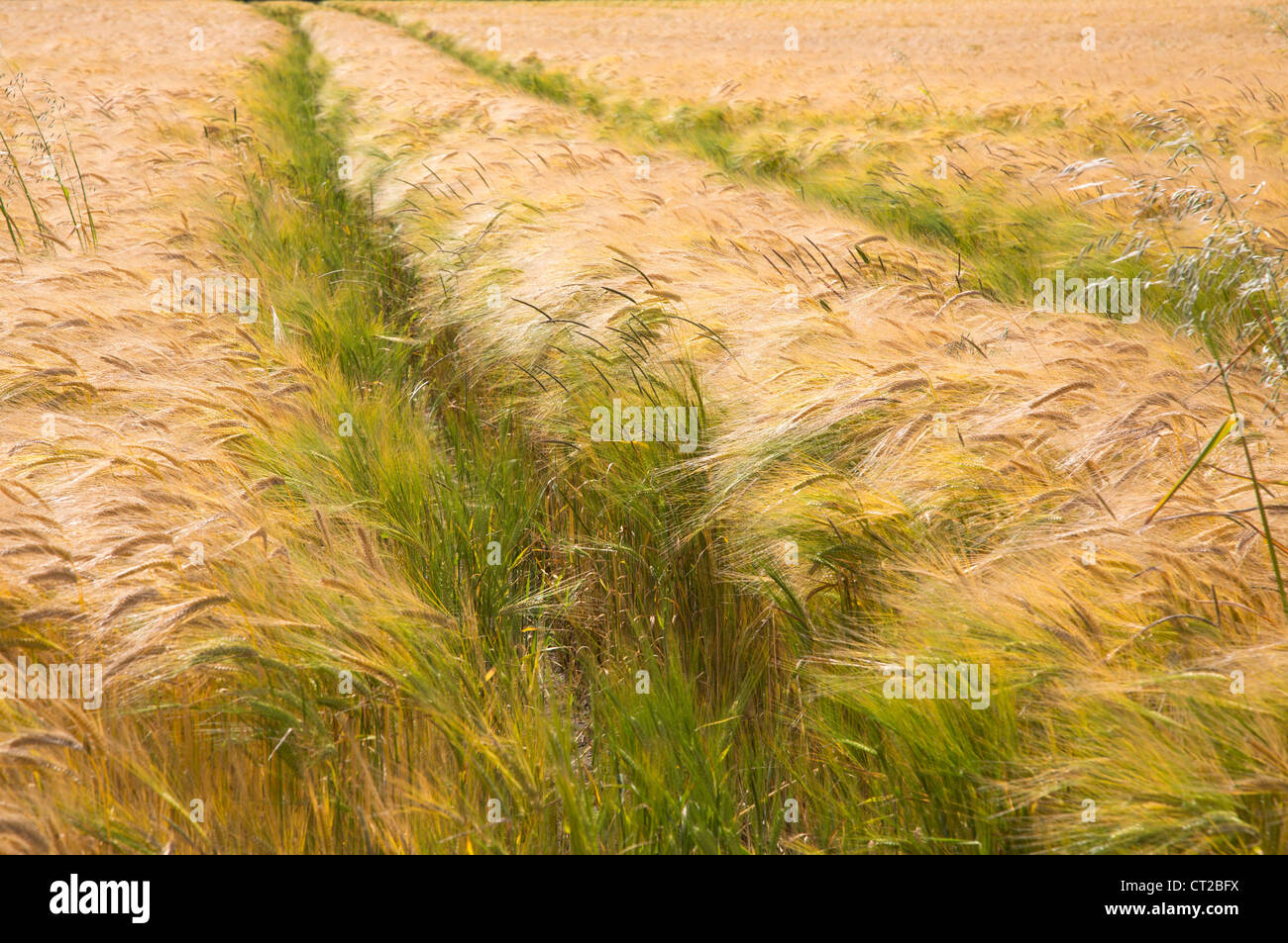 wheat field in Leiston, Suffolk, England Stock Photo - Alamy