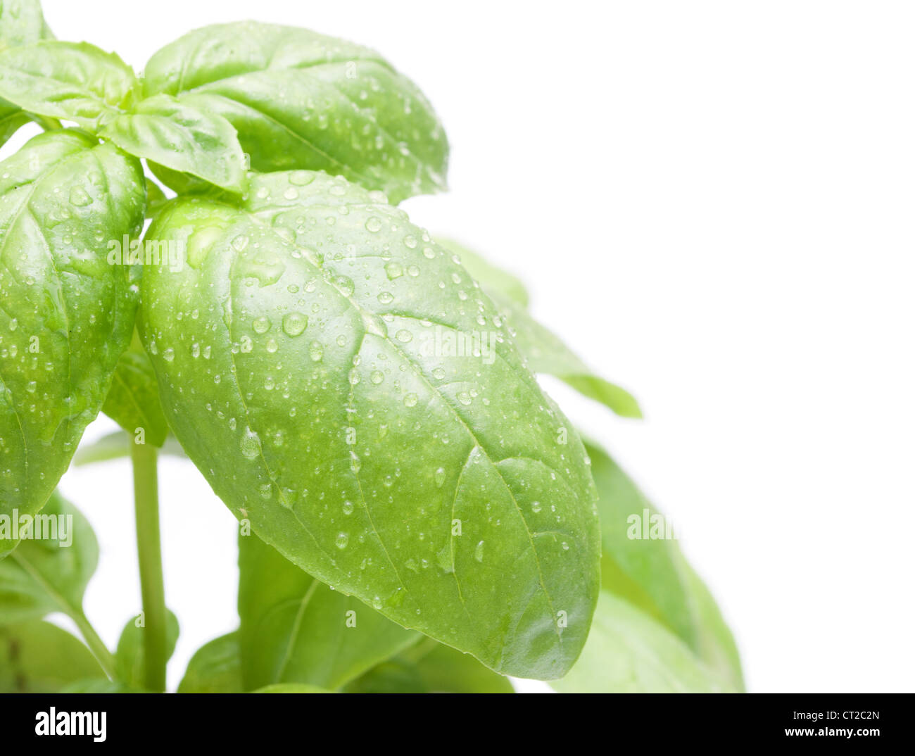 Leafs of Green Fresh Basil on White Background Stock Photo - Alamy