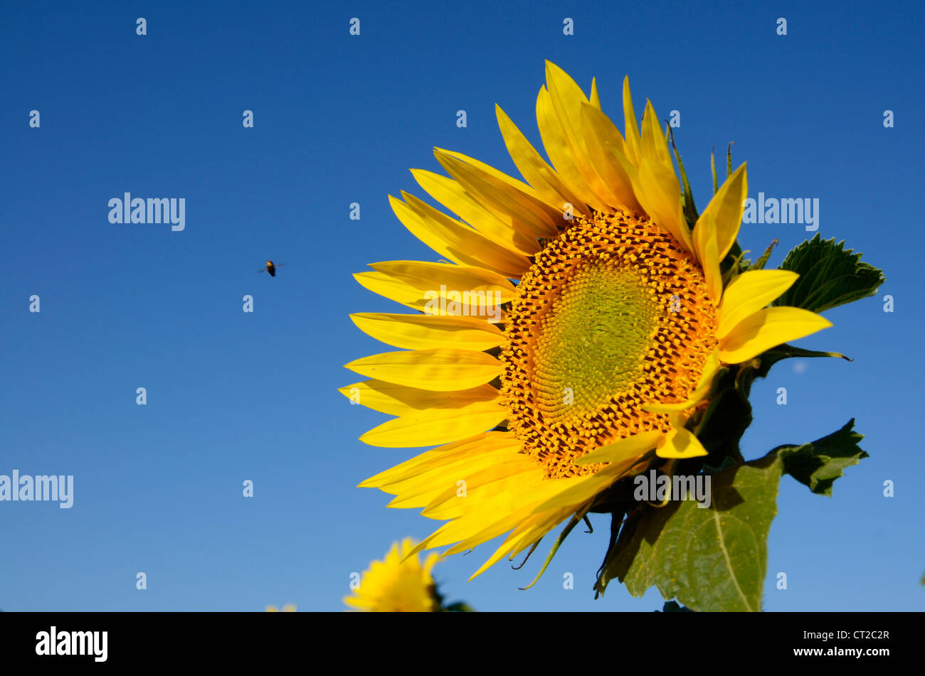 Sunflowers, with their warm color announce summer Stock Photo - Alamy