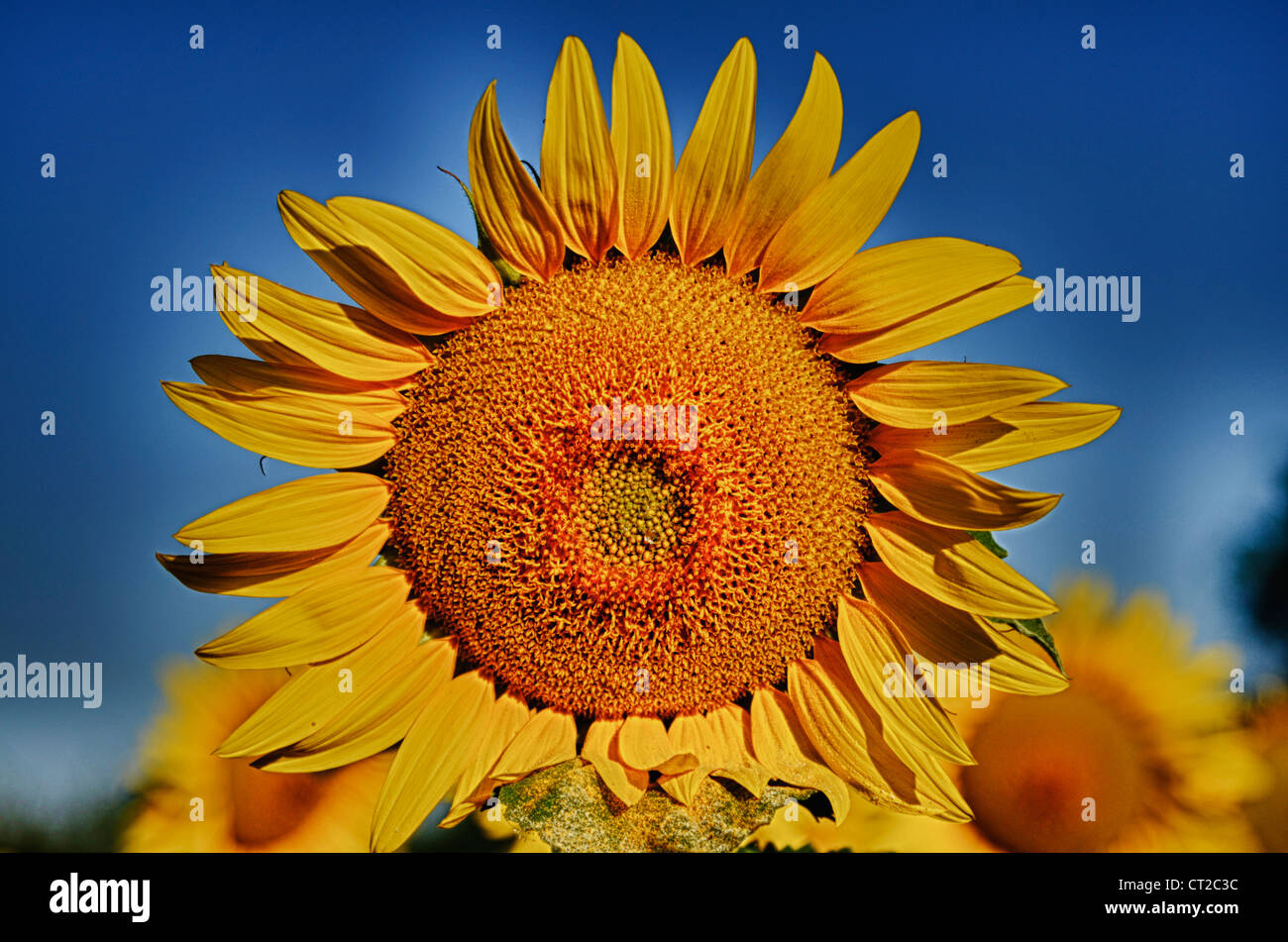 Sunflowers, with their warm color announce summer Stock Photo - Alamy