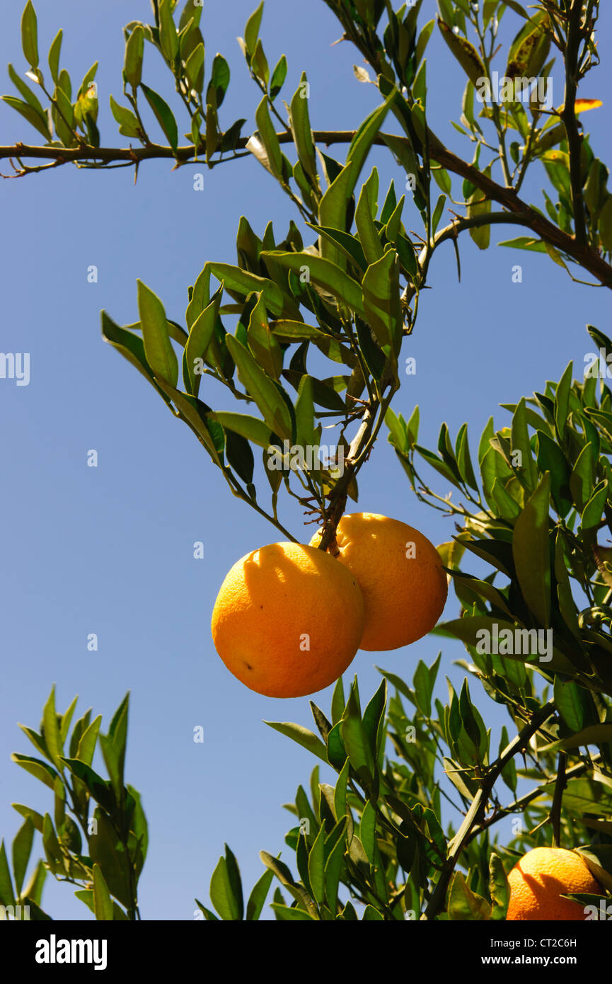 Orange Plantation Stock Photos & Orange Plantation Stock Images - Alamy