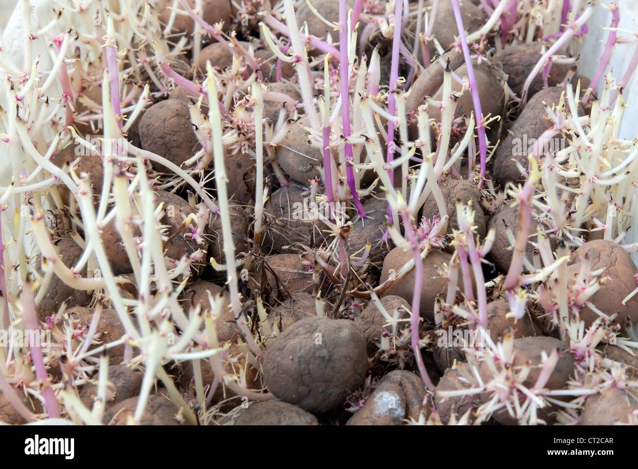 Vegetable food potato potato sprout hi-res stock photography and images ...