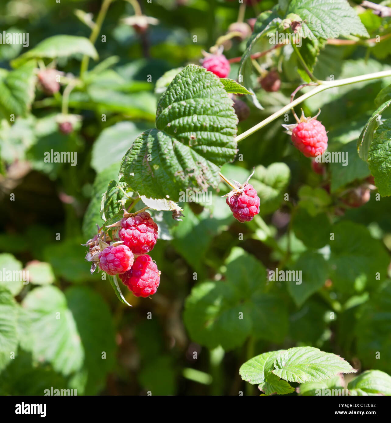 Raspberry branch with green leaves in the garden Stock Photo - Alamy