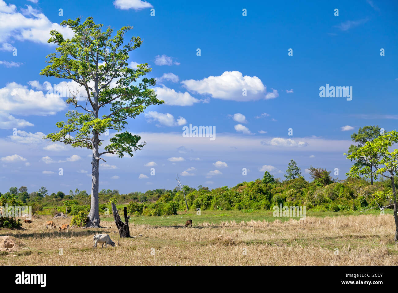 Rural landscape with cows and trees in Asia Stock Photo - Alamy