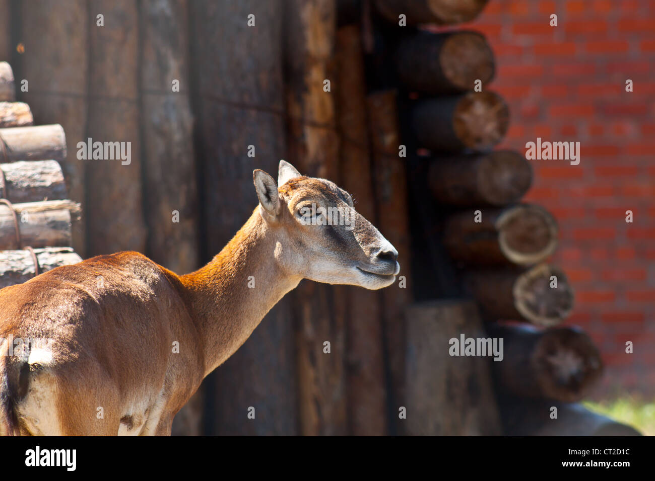 Multi colored goat hi-res stock photography and images - Alamy