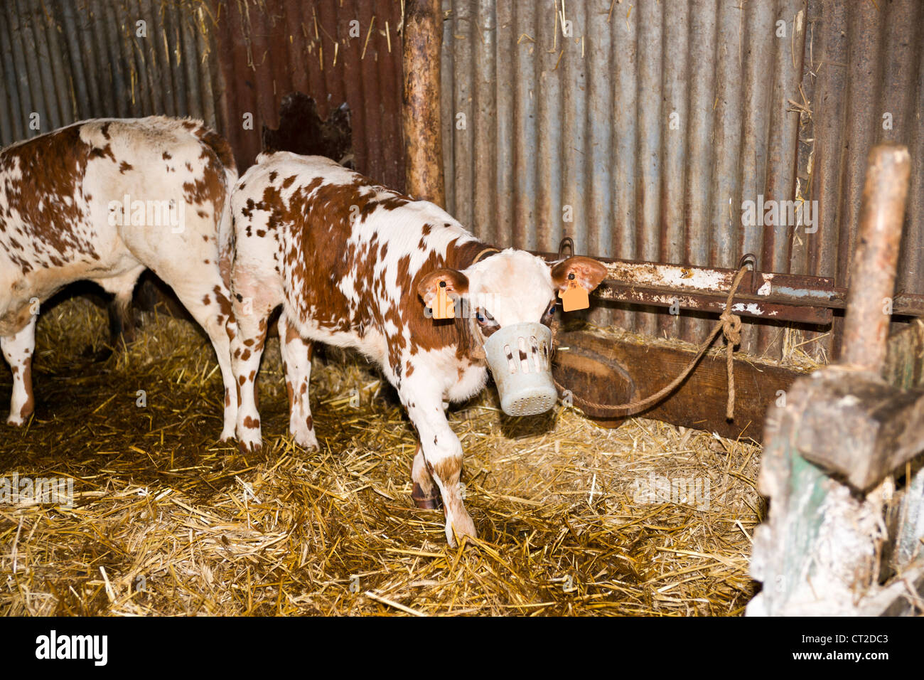 Veal Calves High Resolution Stock Photography and Images - Alamy