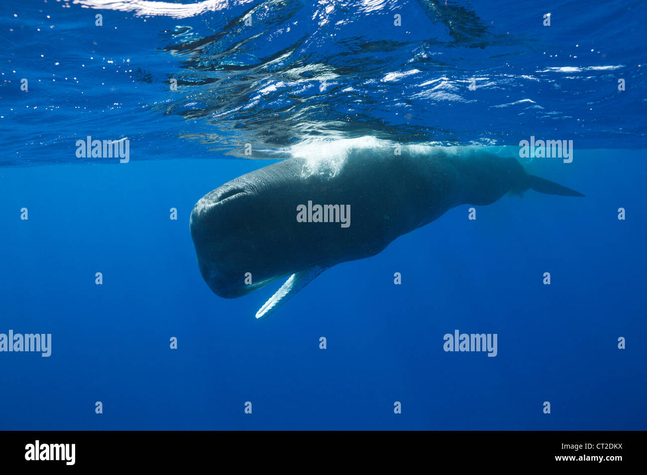 Sperm Whale, Physeter macrocephalus, Caribbean Sea, Dominica Stock ...