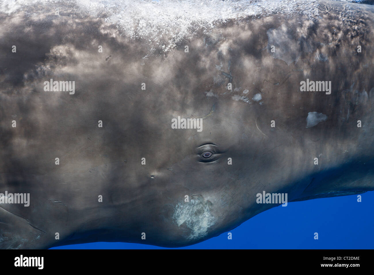 Sperm Whale Eye, Physeter macrocephalus, Caribbean Sea, Dominica Stock ...