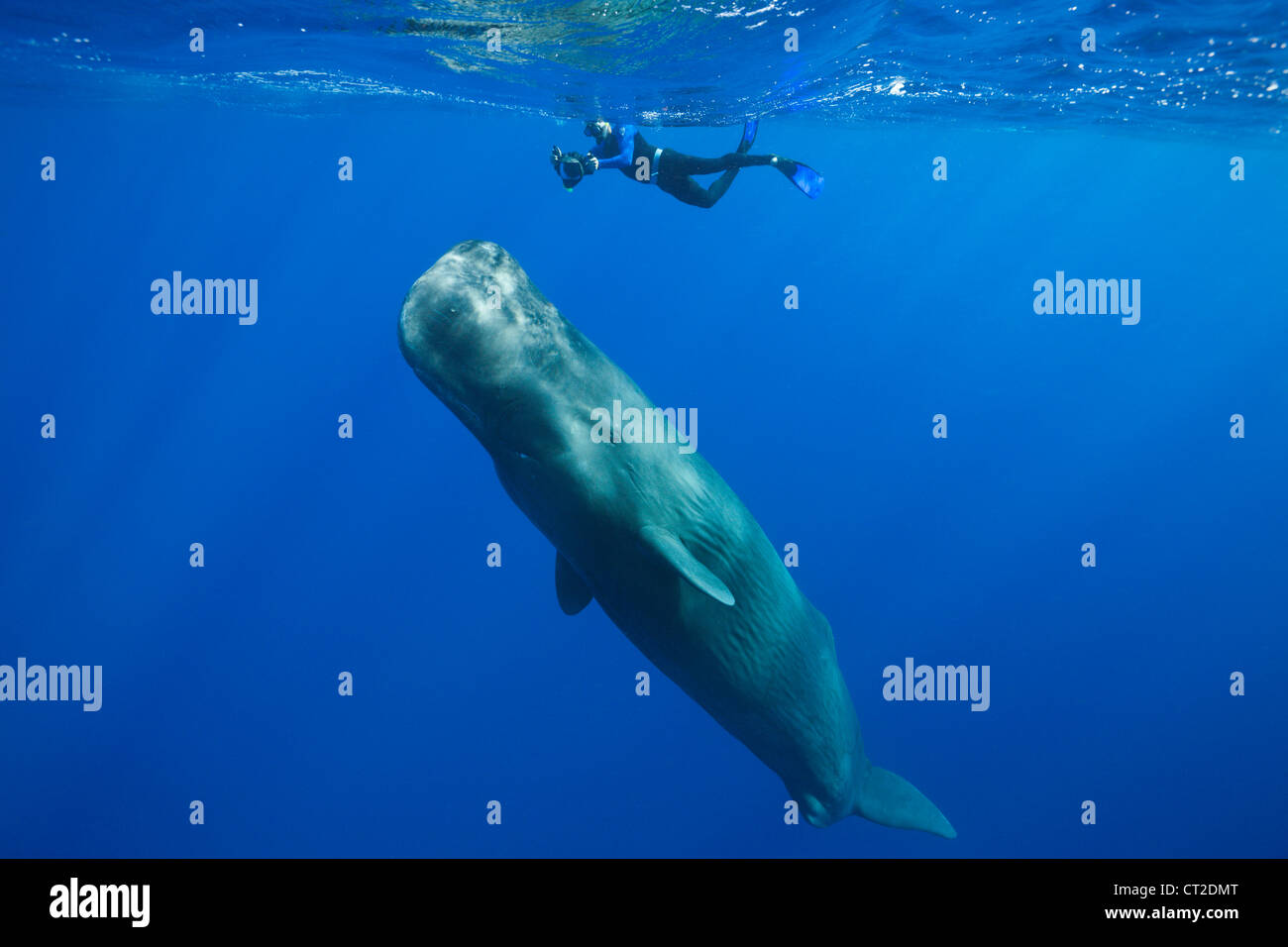 Sperm Whale and Skin diver, Physeter macrocephalus, Caribbean Sea ...