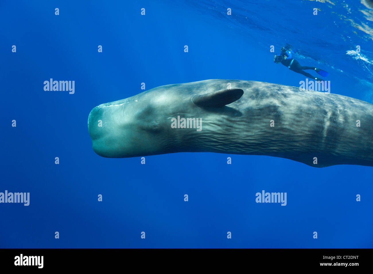 Sperm Whale and Skin diver, Physeter macrocephalus, Caribbean Sea, Dominica Stock Photo - Alamy