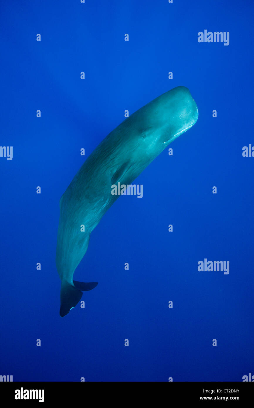 Sperm Whale, Physeter macrocephalus, Caribbean Sea, Dominica Stock Photo - Alamy